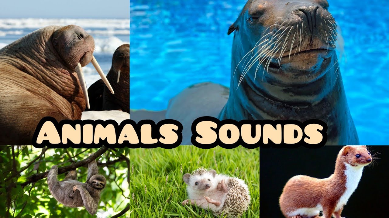 Animal Sounds for Children | Amazing Animals Sounds. Learn animals ...