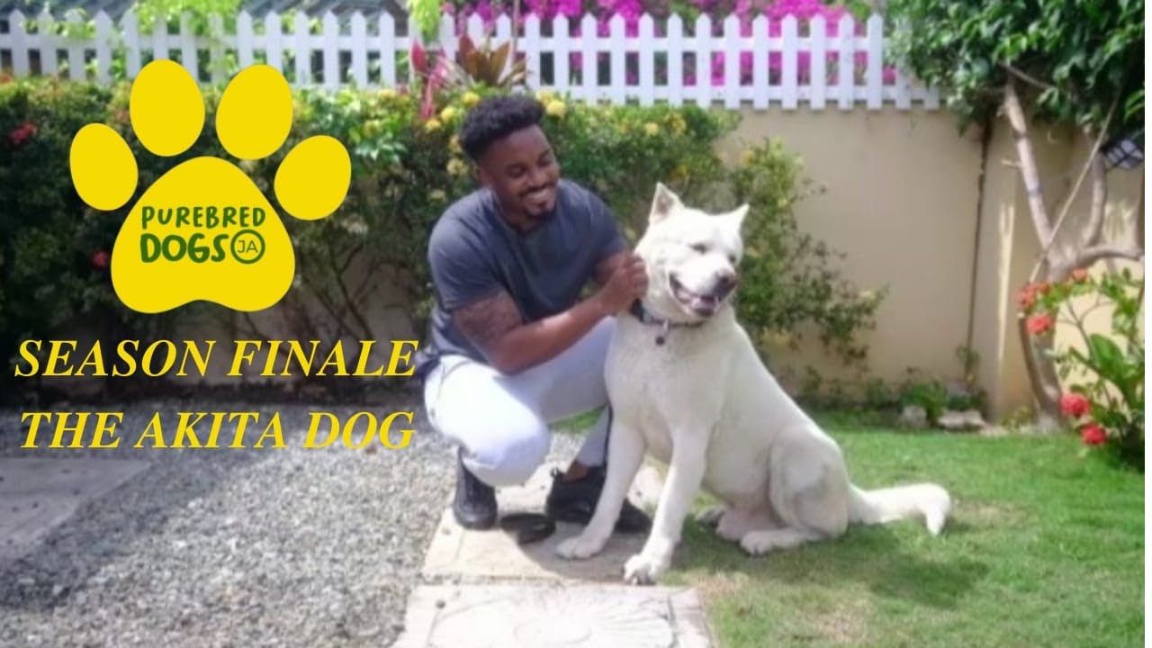 Purebred Dogs Ja| Episode 10| The Akita| Asher Foster - YouTube