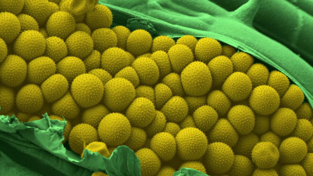 Puccinia striiformis f sp tritici - Yellow (stripe) rust of wheat - YouTube