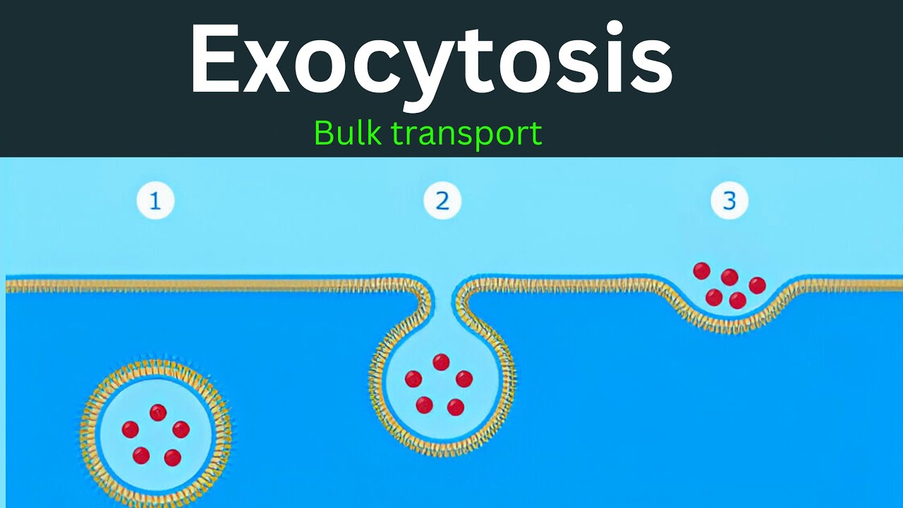 Exocytosis EXPLAINED: Bulk transport across cell membrane |Bio Scholar ...