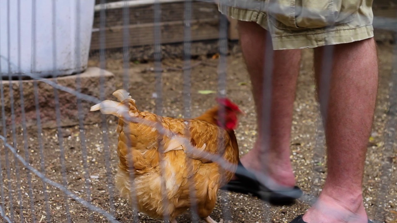Andrew Bard's Chicken Petition - YouTube