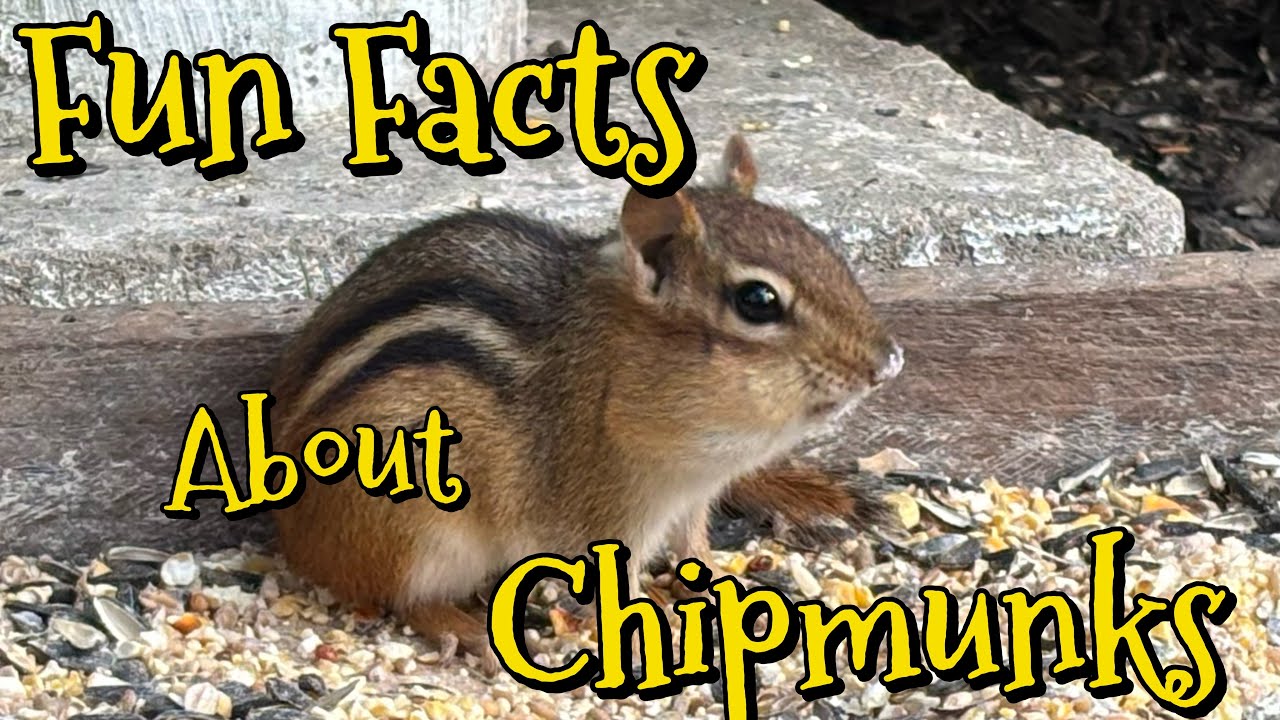 Chipmunk facts you need to know!!! - YouTube