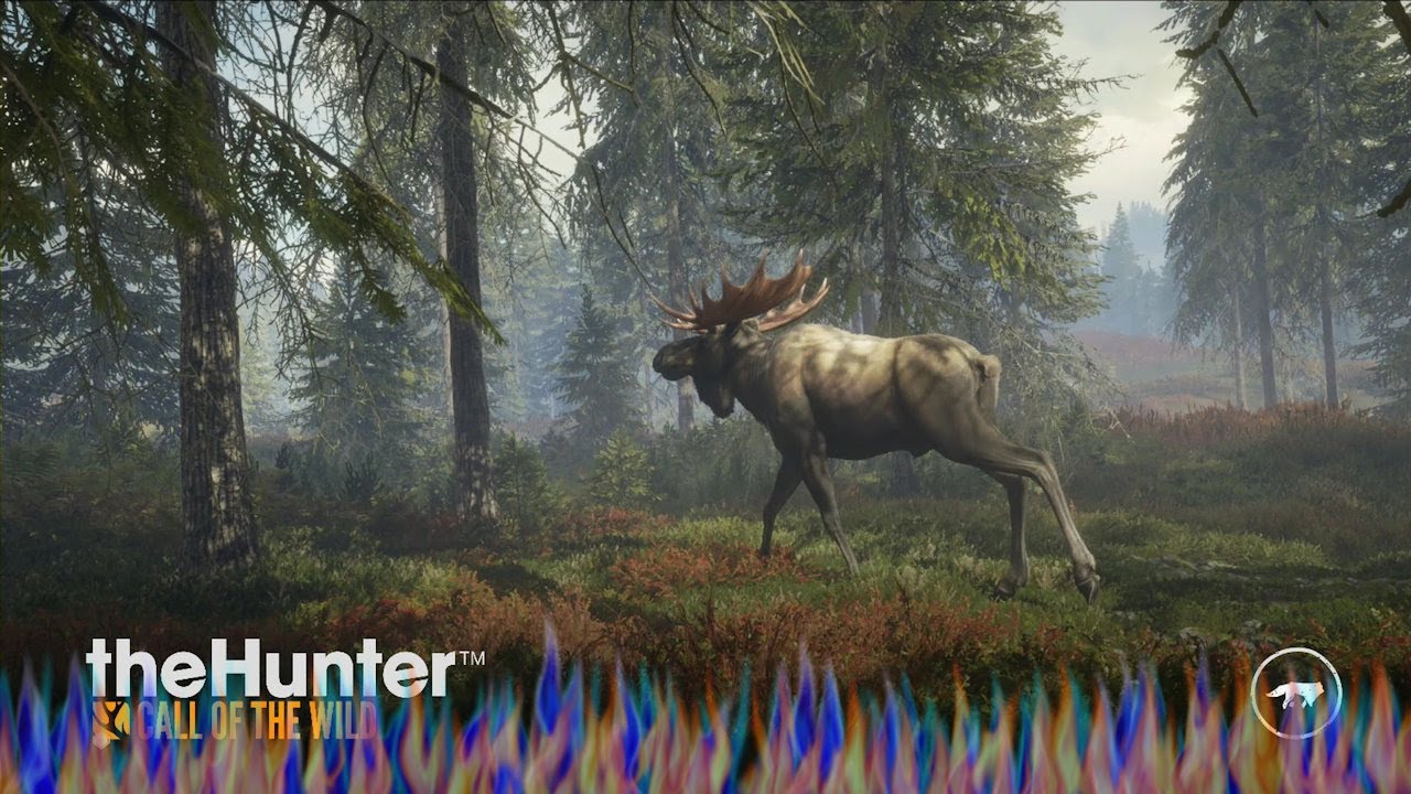 theHunter COTW: The Moose Of Te Awaroa - YouTube