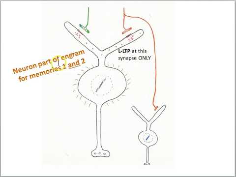 Finding the Engram part 8 allocation - YouTube