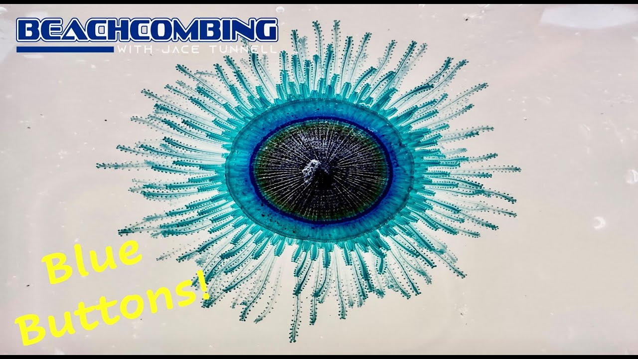 Beachcombing - Blue Button - YouTube