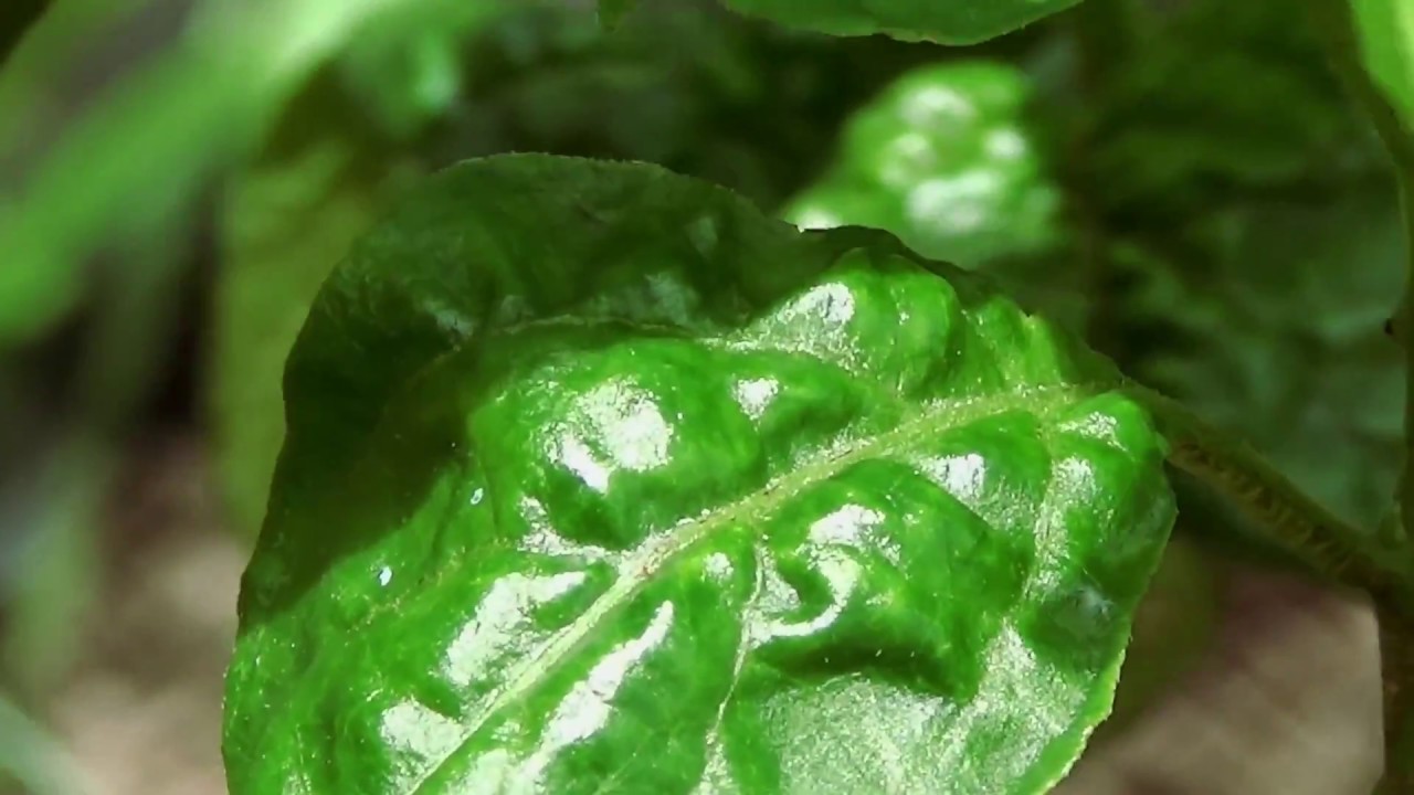 Cara Mengatasi Tanaman Cabe Daun Keriting Puter Kerdil Puret Dalam Polybag Youtube
