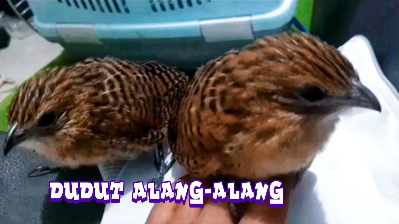 Burung bubut alang-alang jinak - YouTube