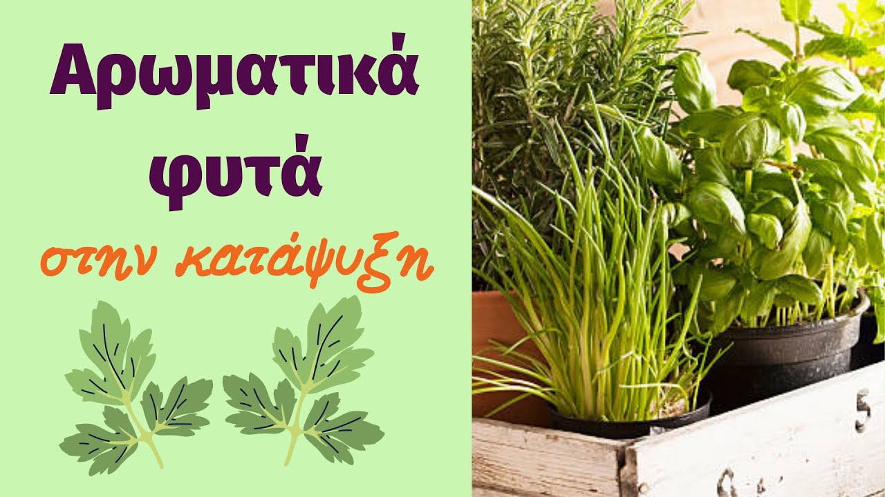Πως συντηρούμε αρωματικά φυτά στην κατάψυξη - YouTube