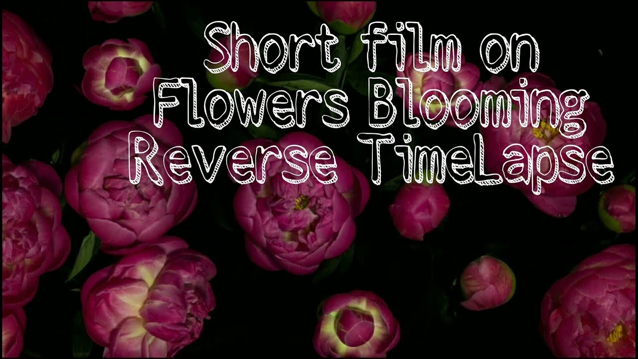 Short Film on "Flowers Blooming" Reverse Time-Lapse - YouTube
