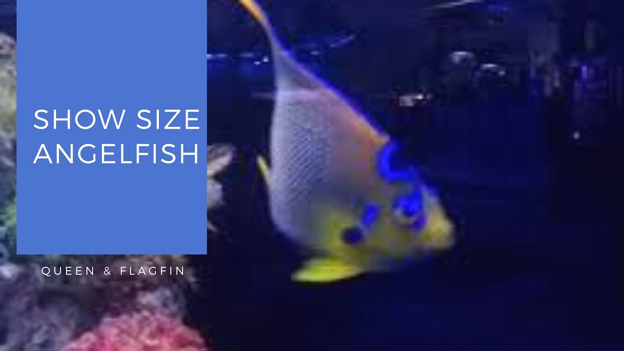 Show Size Queen and Flagfin Angelfish Housed at Elite Reef in Denver ...