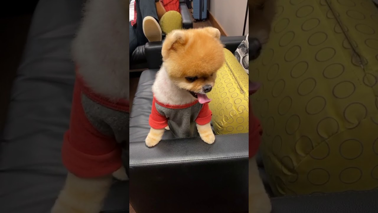 jiffpom 224 jiffpom💗@jiffpom Official TikTok - YouTube