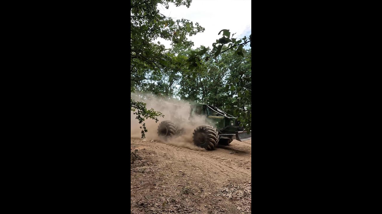 Big Dusty - episode #11 season #11 After we hinge cut this oak, we see ...