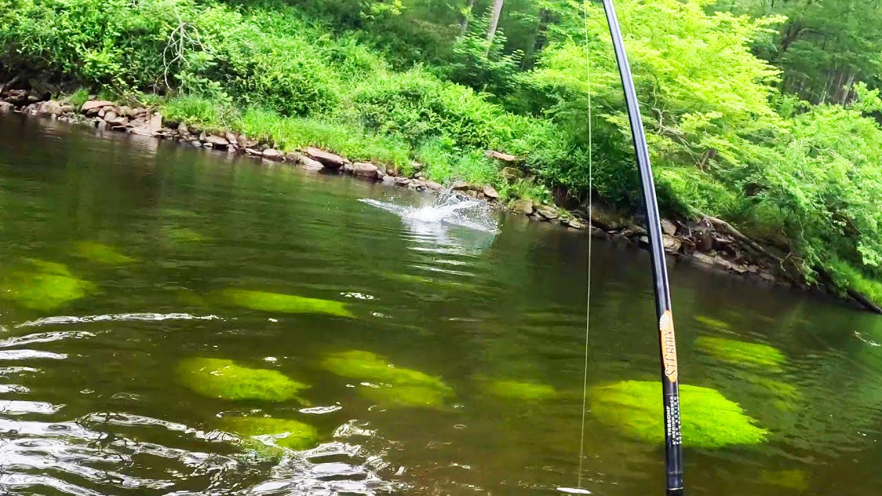 Northern Fishing Explorations for Wild Brown Trout and Smallmouth Bass ...
