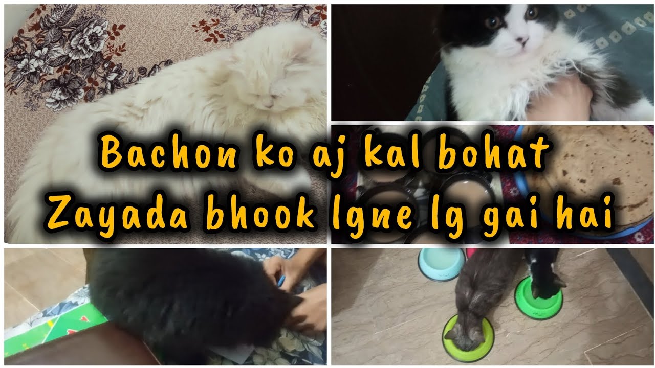 Ramzan day 11th with my cats || Bachon ki routine disturb ho gai hai😟 ...