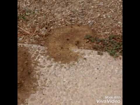 Indiana Jones?! - ANT SMASH part 2 - YouTube