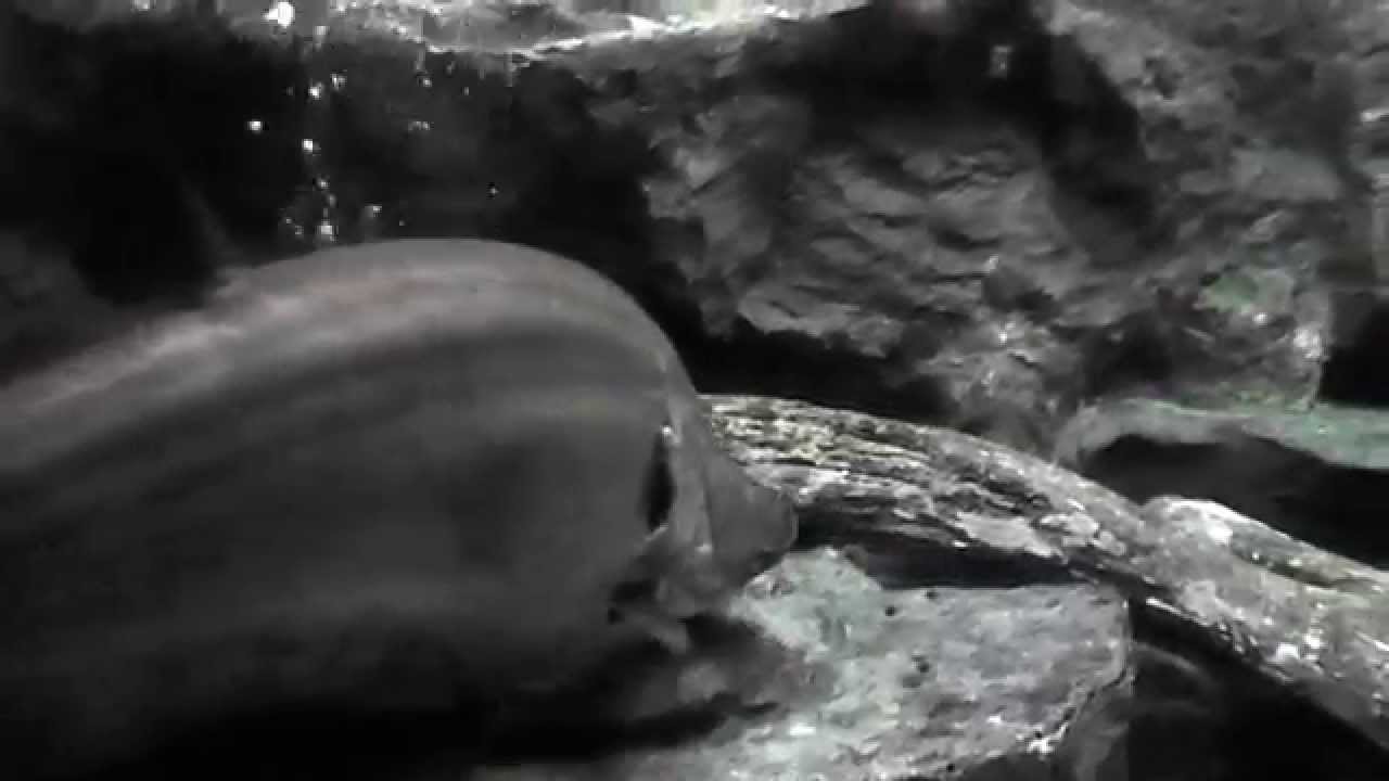 Knifefish, Featherback, Notopteridae, Waghor Aquarium, Prachuap Khiri ...