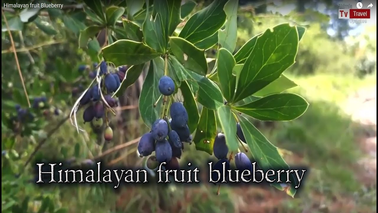 Himalayan fruit Blueberry - YouTube