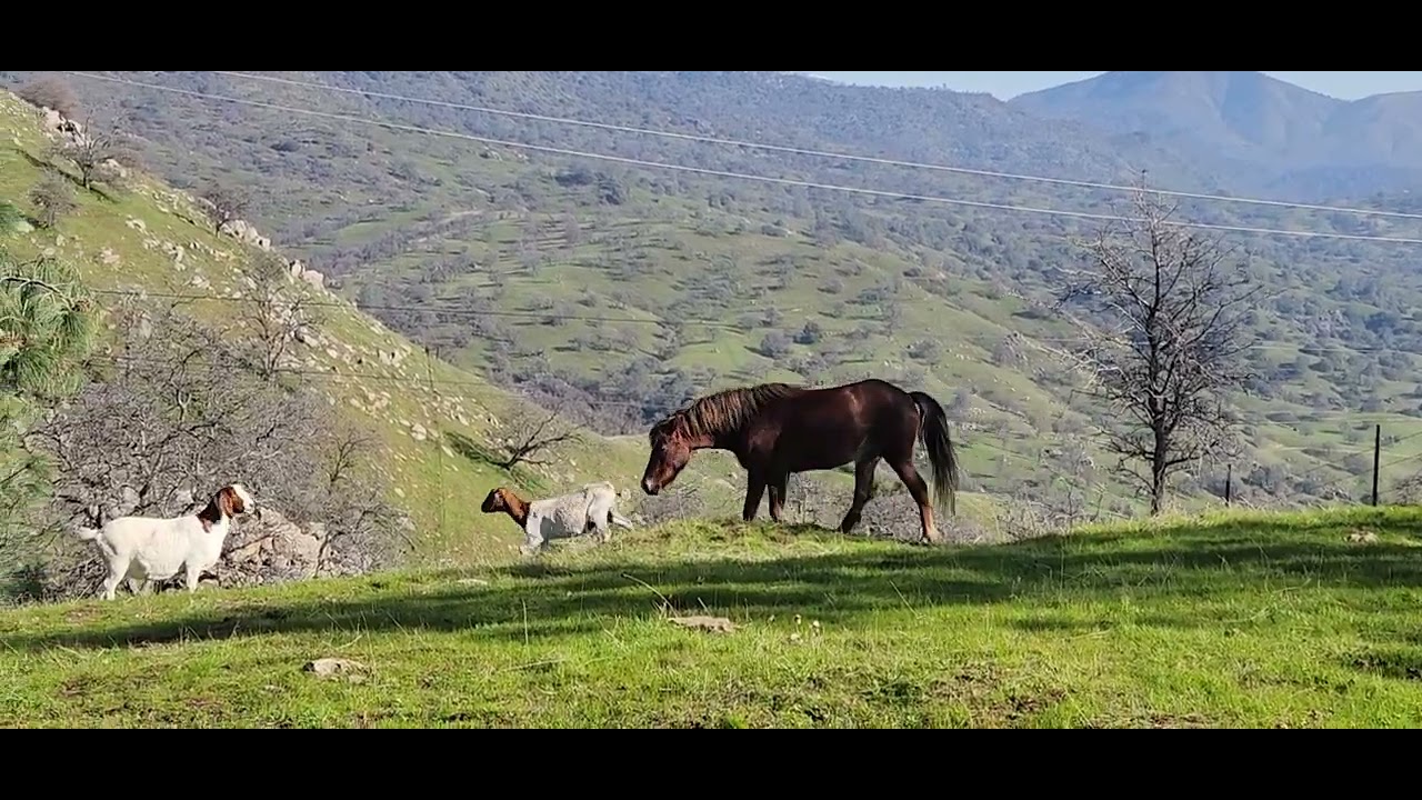 goat obsession 1 - YouTube