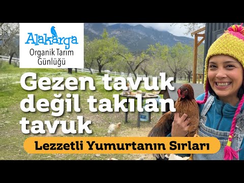 Tavuk Yetiştirme/ Gezen Tavuk/ Lezzetli Yumurta Üretmenin Tüyoları [2025]