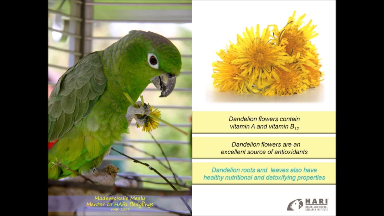 Do Birds Eat Dandelions