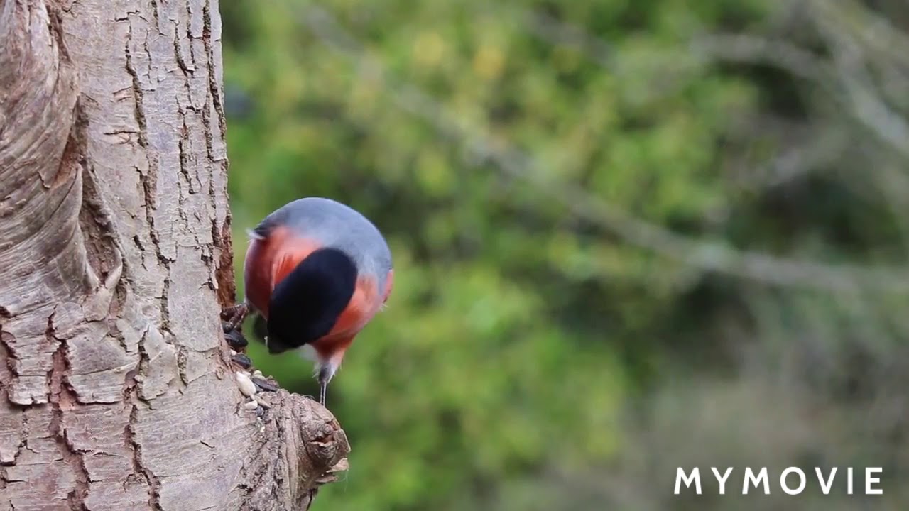 Birds movement - YouTube