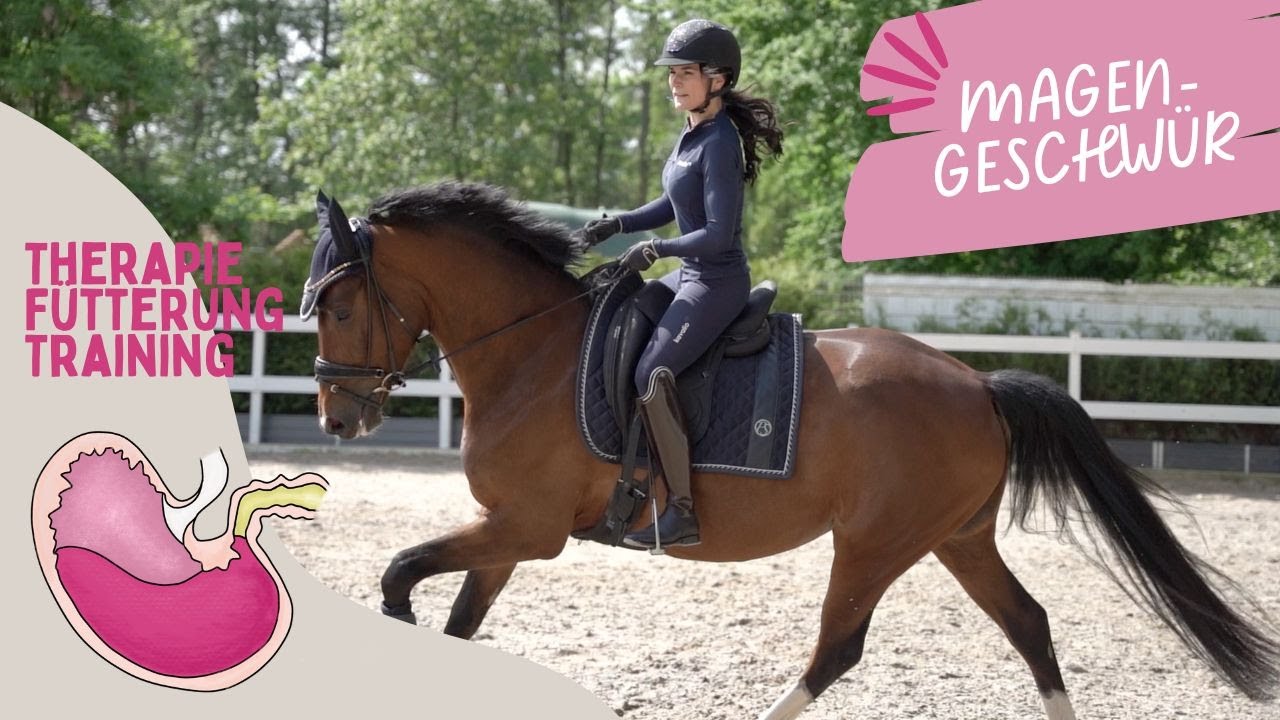 Magengeschwüre beim Pferd | Therapie, Fütterung & Training - YouTube