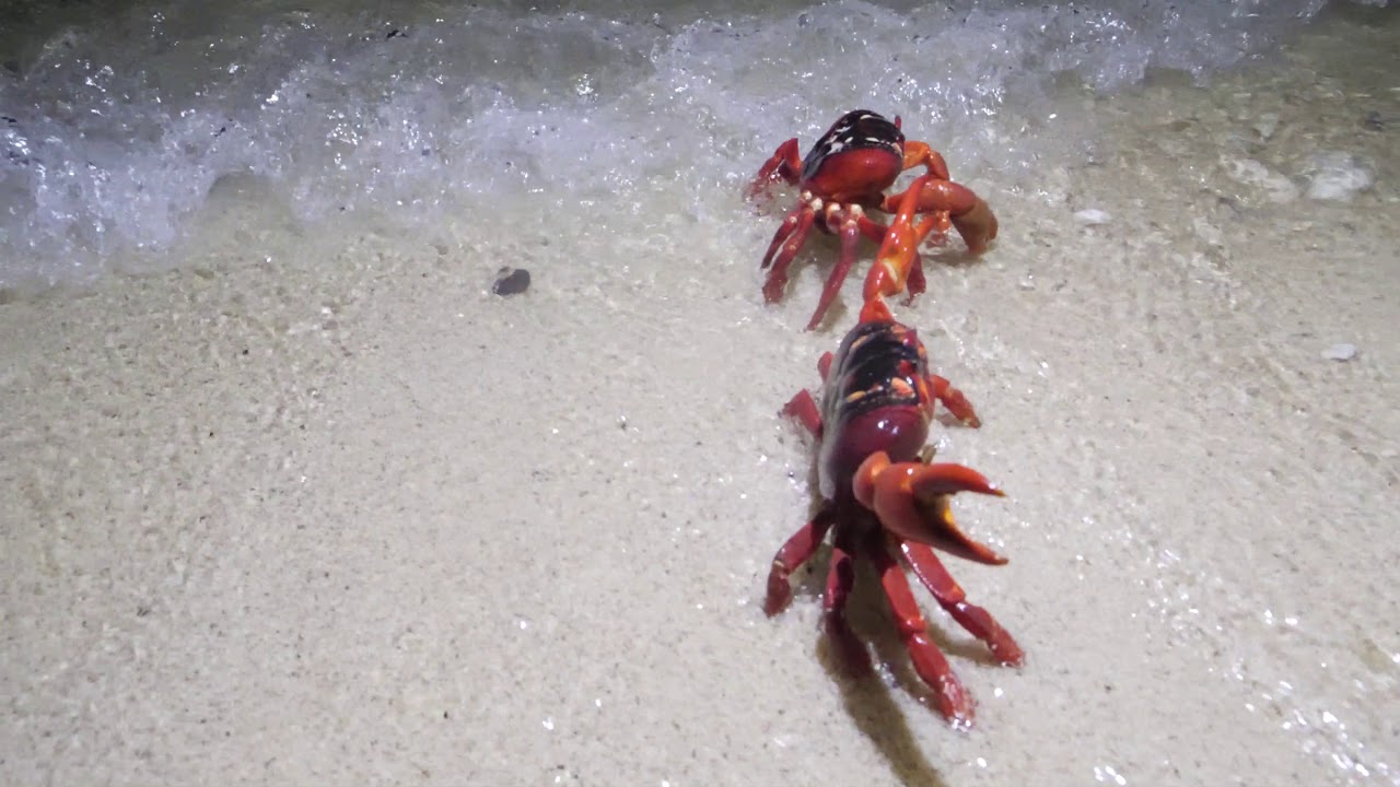 Crab Spawning Flying Fish Cove Christmas Island 20th January 2020 - YouTube