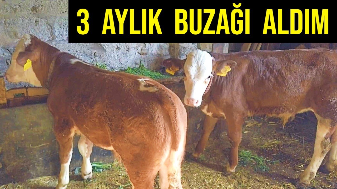 Simental Dana Buzağı Aldım - Sizce Kalitesi Nasıl ? - YouTube