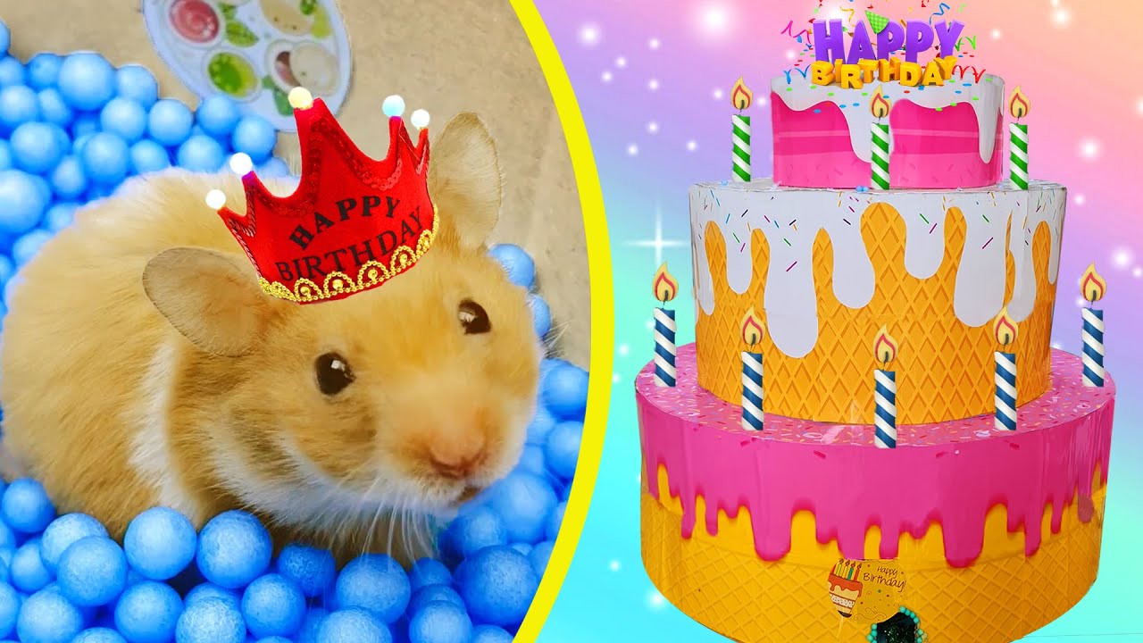 Hamster Adventure obstacle course Giant Maze Birthday Cake in Hamster ...