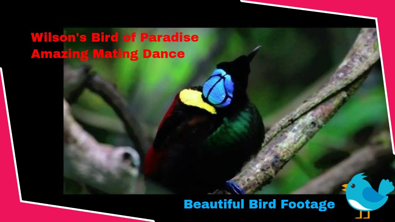 The Mating Dances of Wilsons Birds of Paradise #mating dance, #Birds of ...