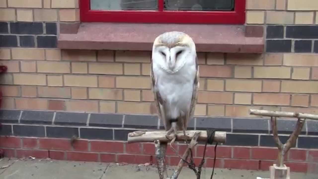 Barrow-in-Furness Owl Sanctuary - YouTube
