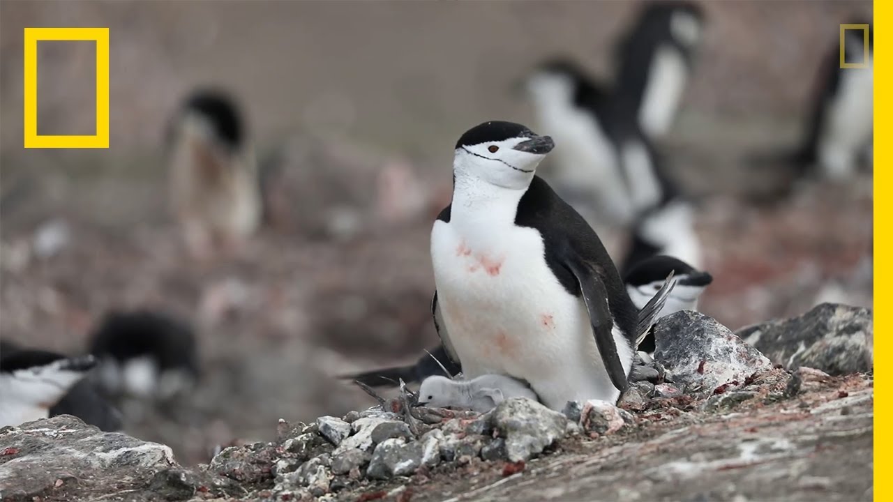 Plus de 100 000 manchots se cachent sur cette île - YouTube