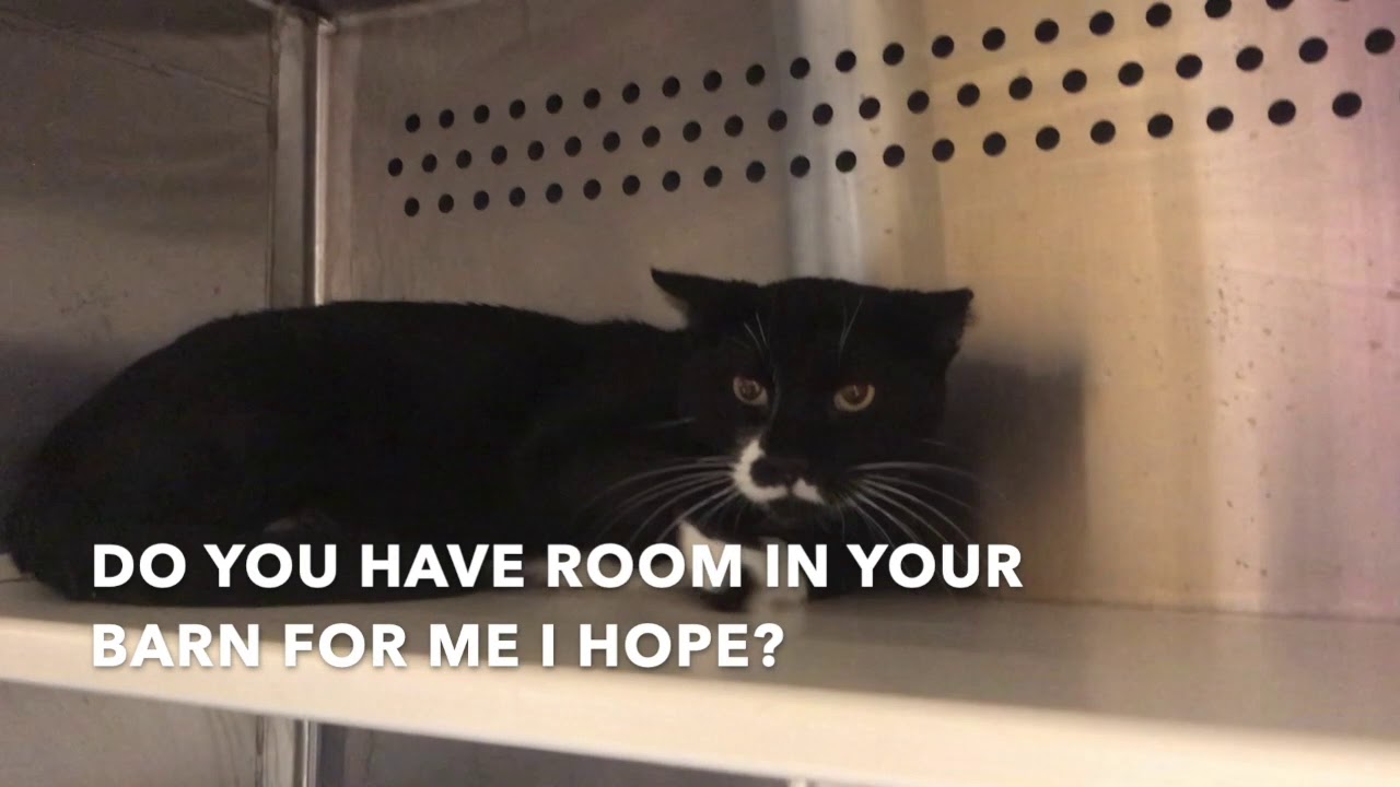 Twix Barn Cat - YouTube