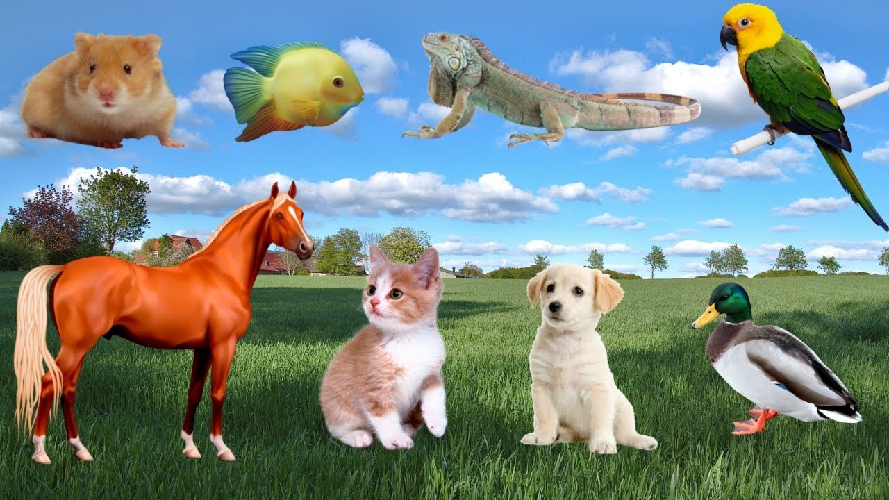CUTE PETS: CAT, PUPPY, RABBIT, PARROT, HAMSTER, FISH - ANIMAL SOUNDS ...