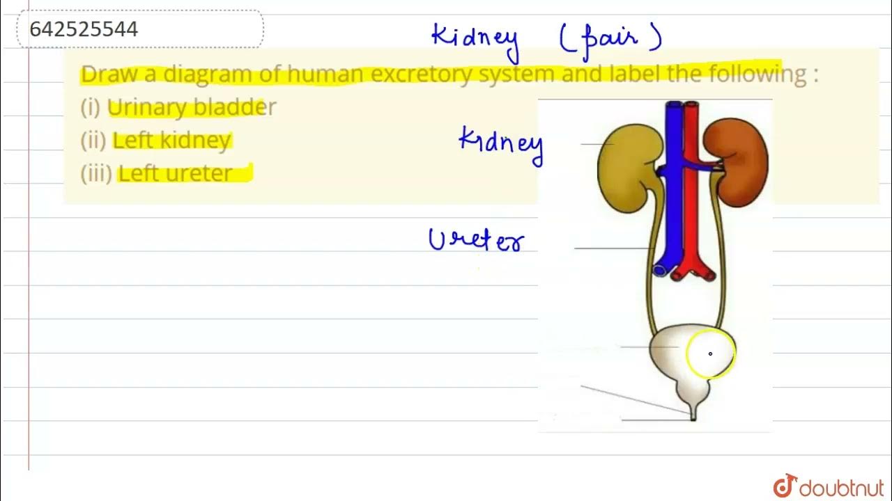 Draw a diagram of human excretory system and label the following :(i ...