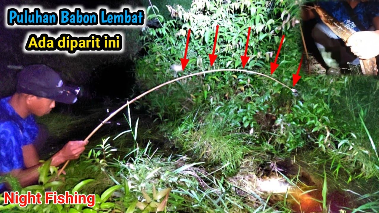 PARIT DANGKAL INI DI HUNI PULUHAN IKAN LEMBAT || MANCING LEMBAT MALAM ...