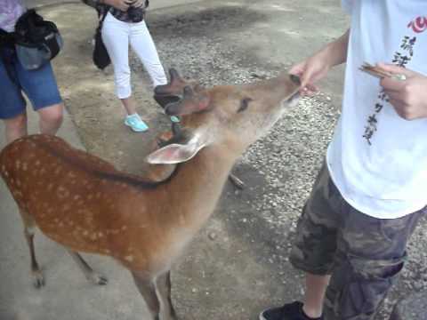 Deer and Biscuit - YouTube