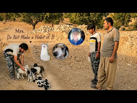 Mohammad helped a hungry dog; then he began building a new kitchen!\