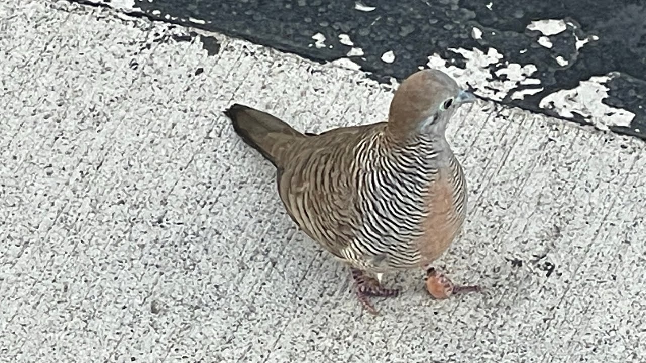 Zebra Dove - YouTube