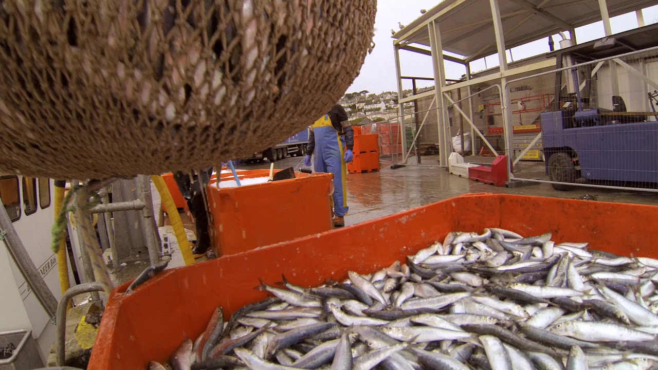 Cornish ring netter, Asthore landing sardines in Newlyn. - YouTube