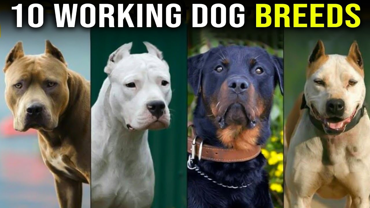 Top 10 Working Dog Breeds - YouTube