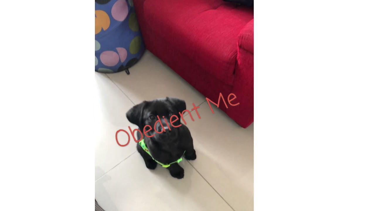 Obedient Black Labrador Bosco | #shorts #cute #puppy #labrador - YouTube