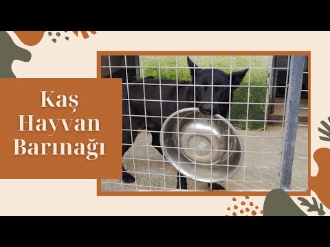 Kaş Hayvan Barınağı - Güzel Bir Yatırım - Güzel Çalışmalar