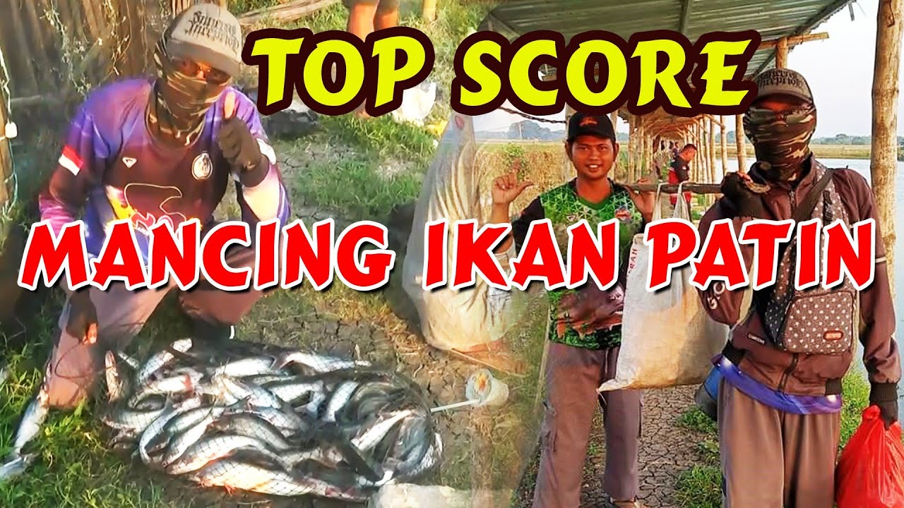 Mancing ikan patin sekali lempar langsung sambar - YouTube