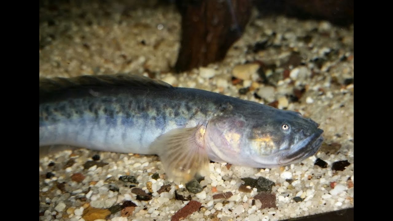 Gobioides broussonnetii - YouTube