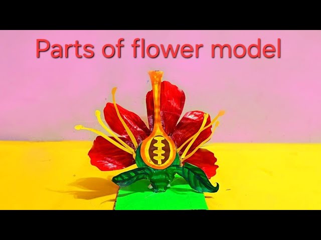 Flower Model For School Project | Best Flower Site