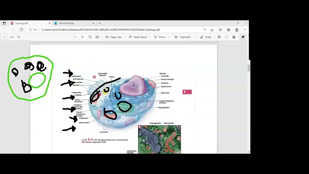 Cell PART 1 organelles - YouTube