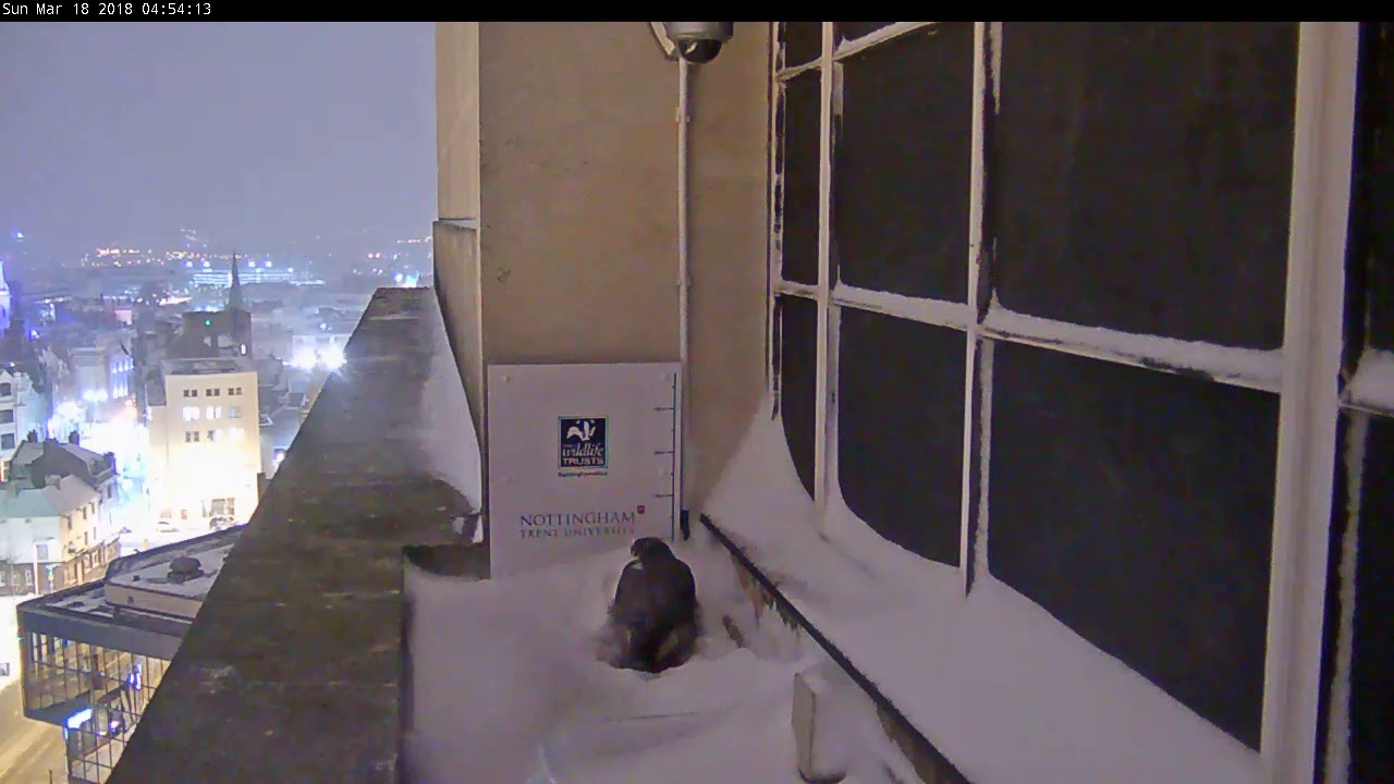 2018 1st egg camera 2 - YouTube