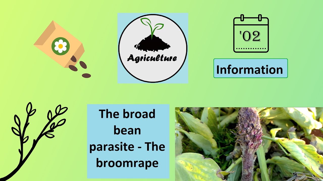 The Broad Bean Parasite - The Broomrape - YouTube