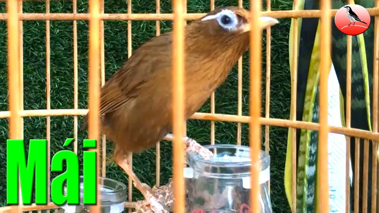 Họa mi mái kích trống Nhanh nhất! Tiếng họa mi mái xùy có chọn lọc HD - YouTube